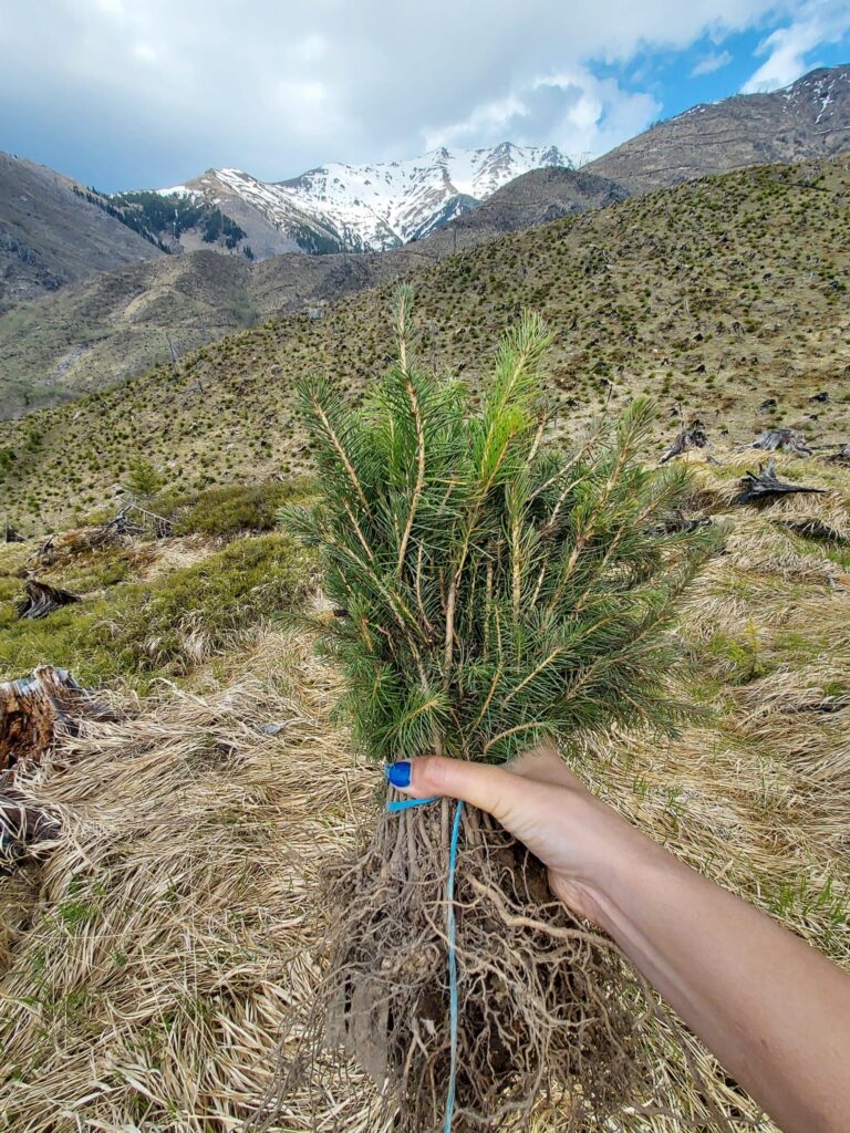 Keep forests alive with a story and a donation – Carpathia