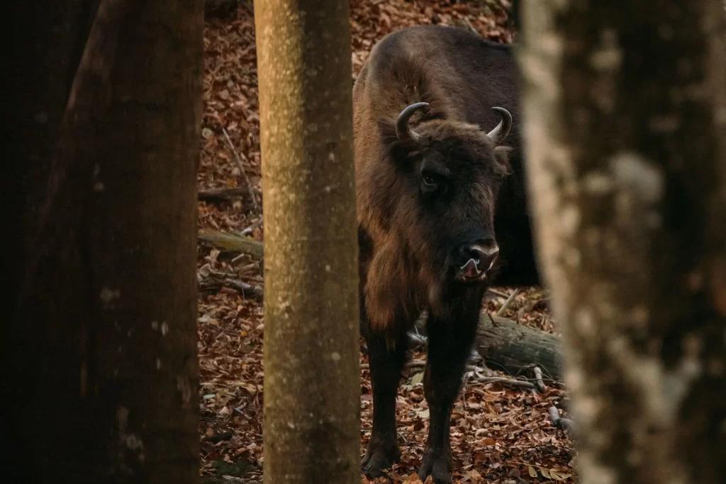 12 bison will be released in the Făgăraș Mountains from a new ...